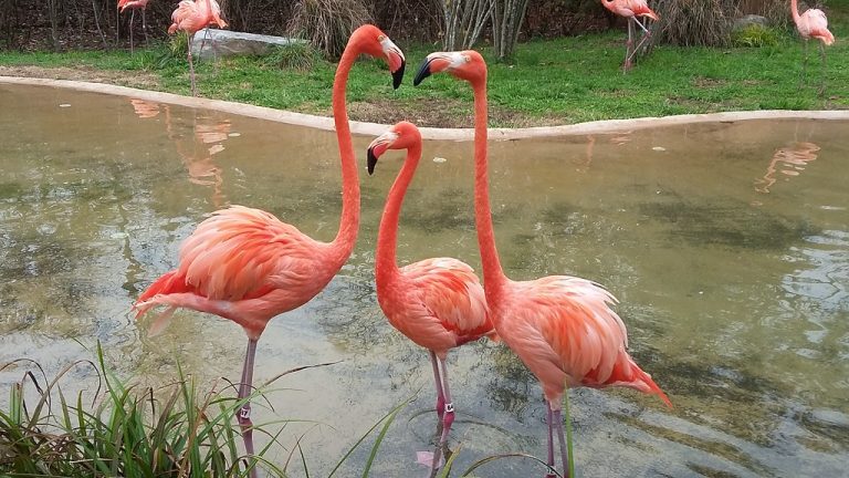 Flamingo Fun for Kids: Facts, Videos & Coloring Page Activities