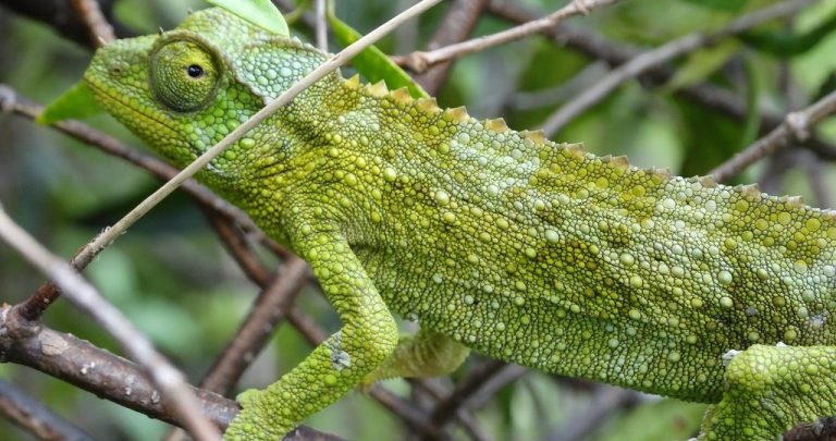 Chameleon Fun for Kids: Facts, Videos & Coloring Page Activities