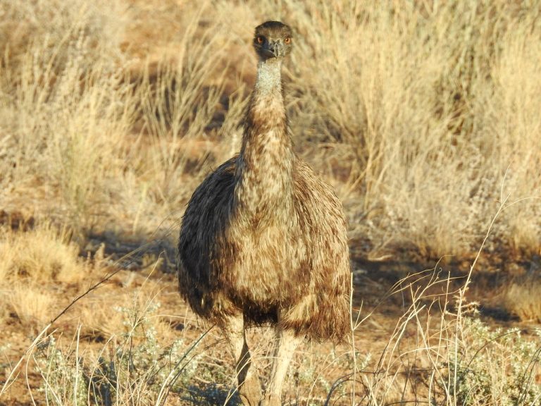 Emu Fun for Kids: Facts, Videos & Coloring Page Activities