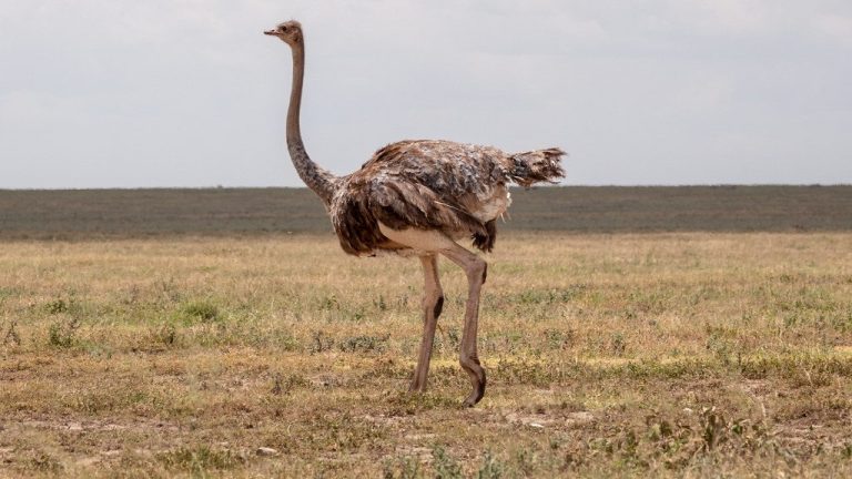 Ostrich Fun for Kids: Facts, Videos & Coloring Page Activities