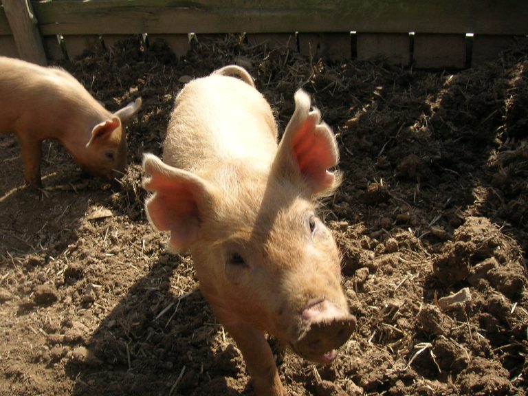 Pig Fun for Kids: Facts, Videos & Coloring Page Activities