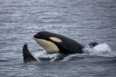Orca Fun for Kids: Facts, Videos & Coloring Page Activities