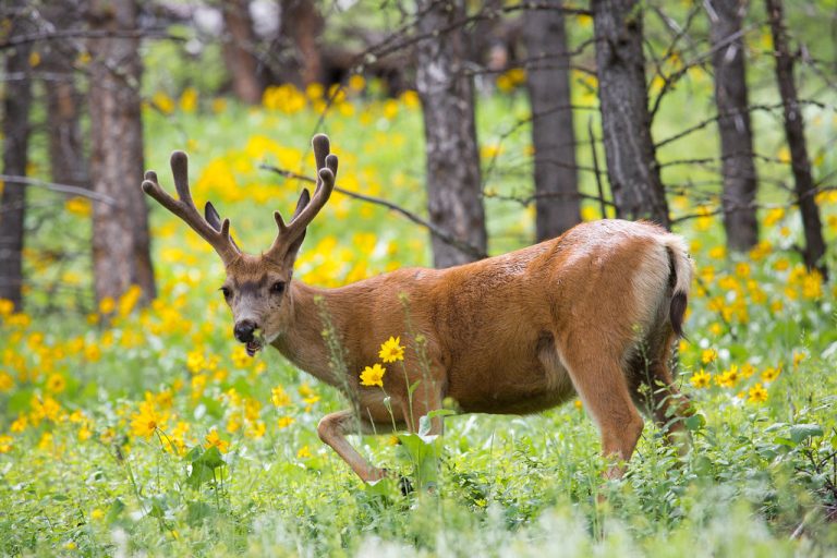 Deer Fun for Kids: Facts, Videos & Coloring Page Activities