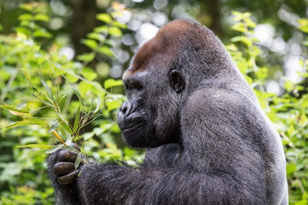 Gorilla Fun for Kids: Facts, Videos & Coloring Page Activities