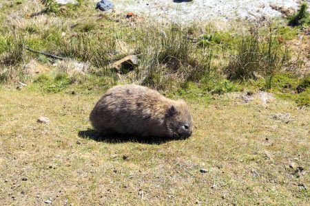 Wombat Fun for Kids: Facts, Videos & Coloring Page Activities