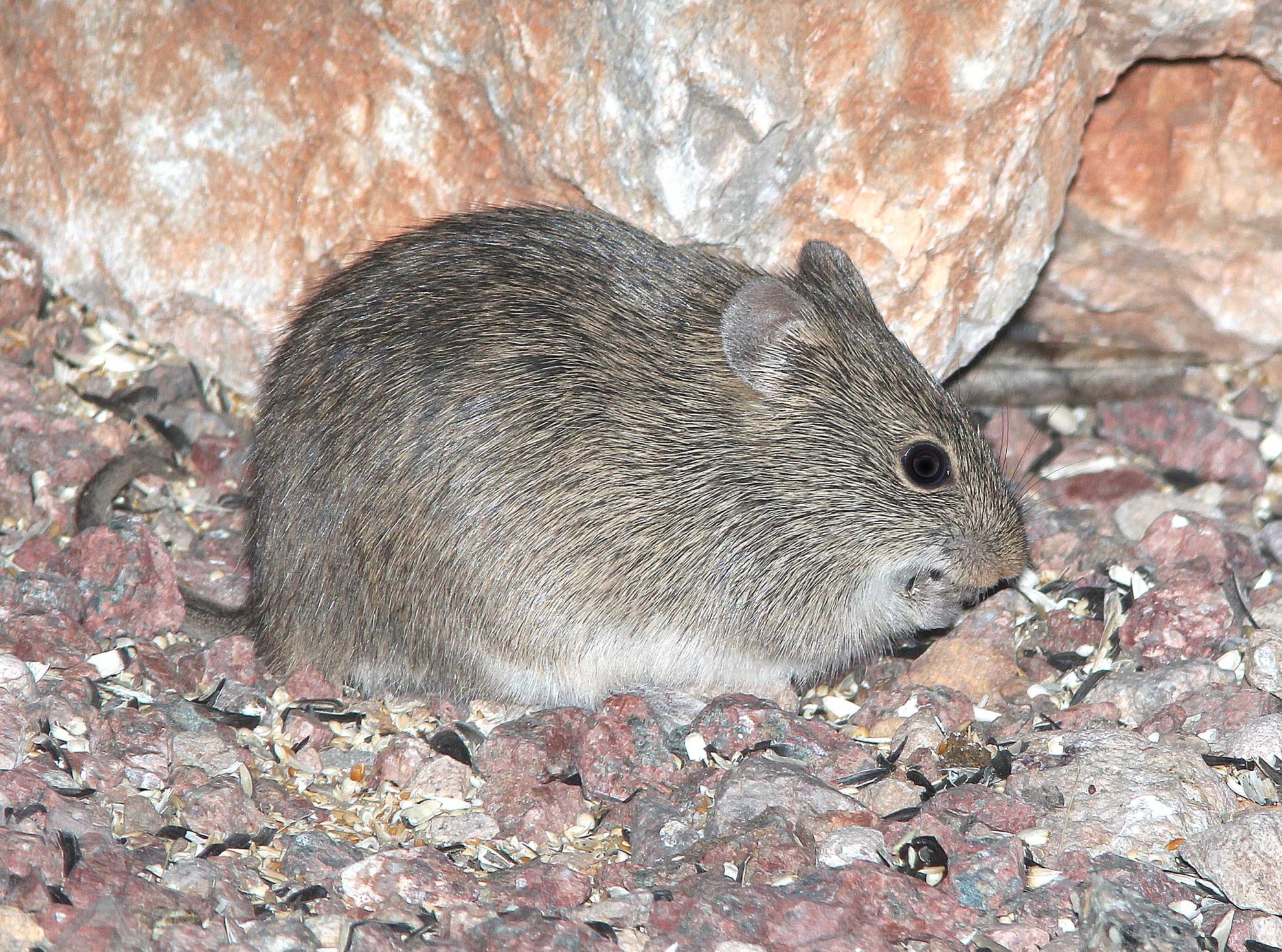 Rat Fun for Kids: Facts, Videos & Coloring Page Activities