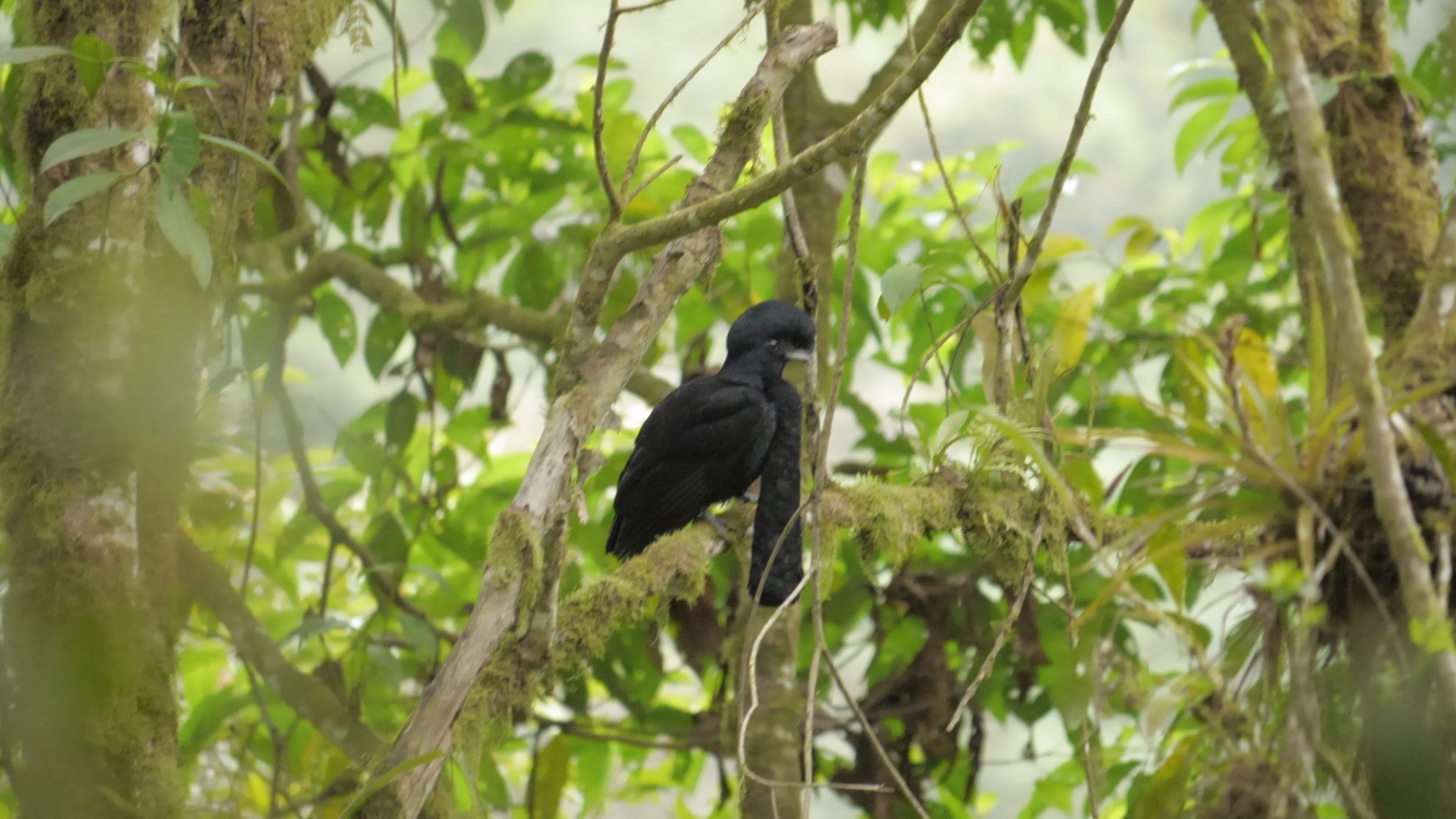 Umbrellabird Fun for Kids: Facts, Videos & Coloring Page Activities