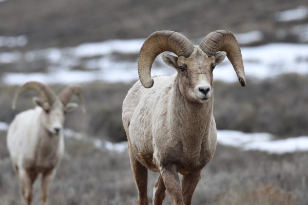 Urial Fun for Kids: Facts, Videos & Coloring Page Activities