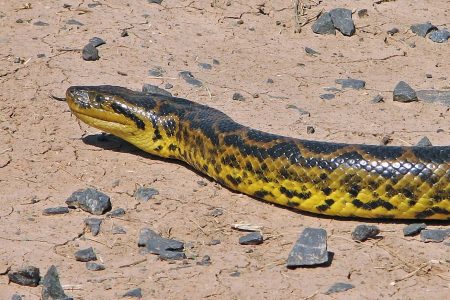 Anaconda Fun for Kids: Facts, Videos & Coloring Page Activities