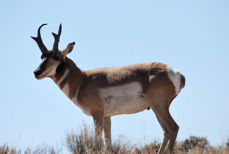 Antelope Fun for Kids: Facts, Videos & Coloring Page Activities