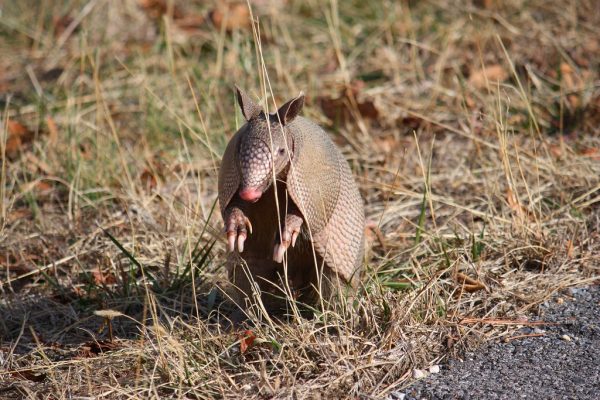 Armadillo Fun for Kids: Facts, Videos & Coloring Page Activities