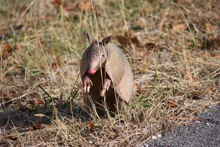 Armadillo Fun for Kids: Facts, Videos & Coloring Page Activities