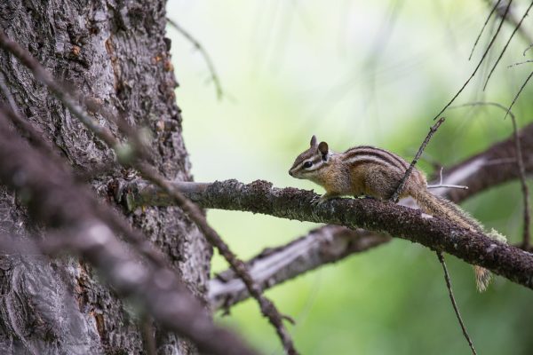 Chipmunk Fun for Kids: Facts, Videos & Coloring Page Activities