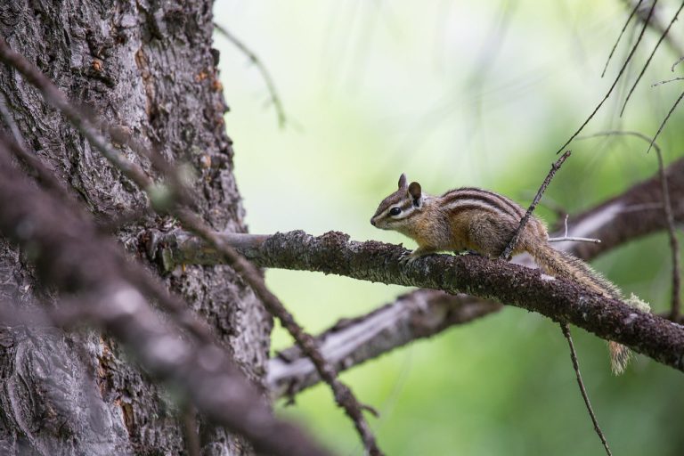 Chipmunk Fun for Kids: Facts, Videos & Coloring Page Activities