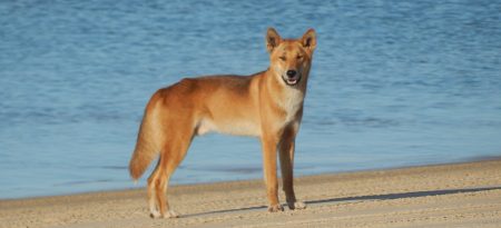 Dingo Fun for Kids: Facts, Videos & Coloring Page Activities