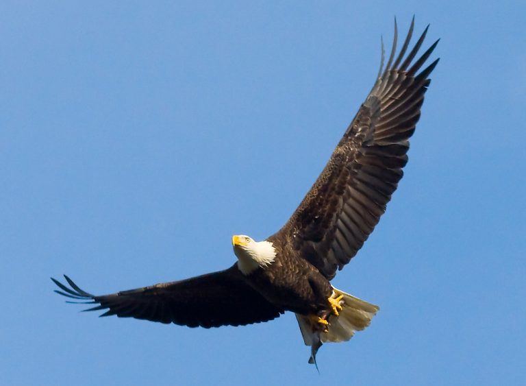 Eagle Fun for Kids: Facts, Videos & Coloring Page Activities