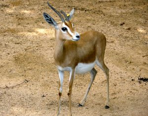 Gazelle Fun for Kids: Facts, Videos & Coloring Page Activities