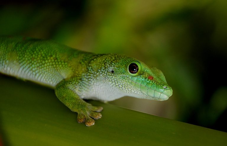 Gecko Fun for Kids: Facts, Videos & Coloring Page Activities