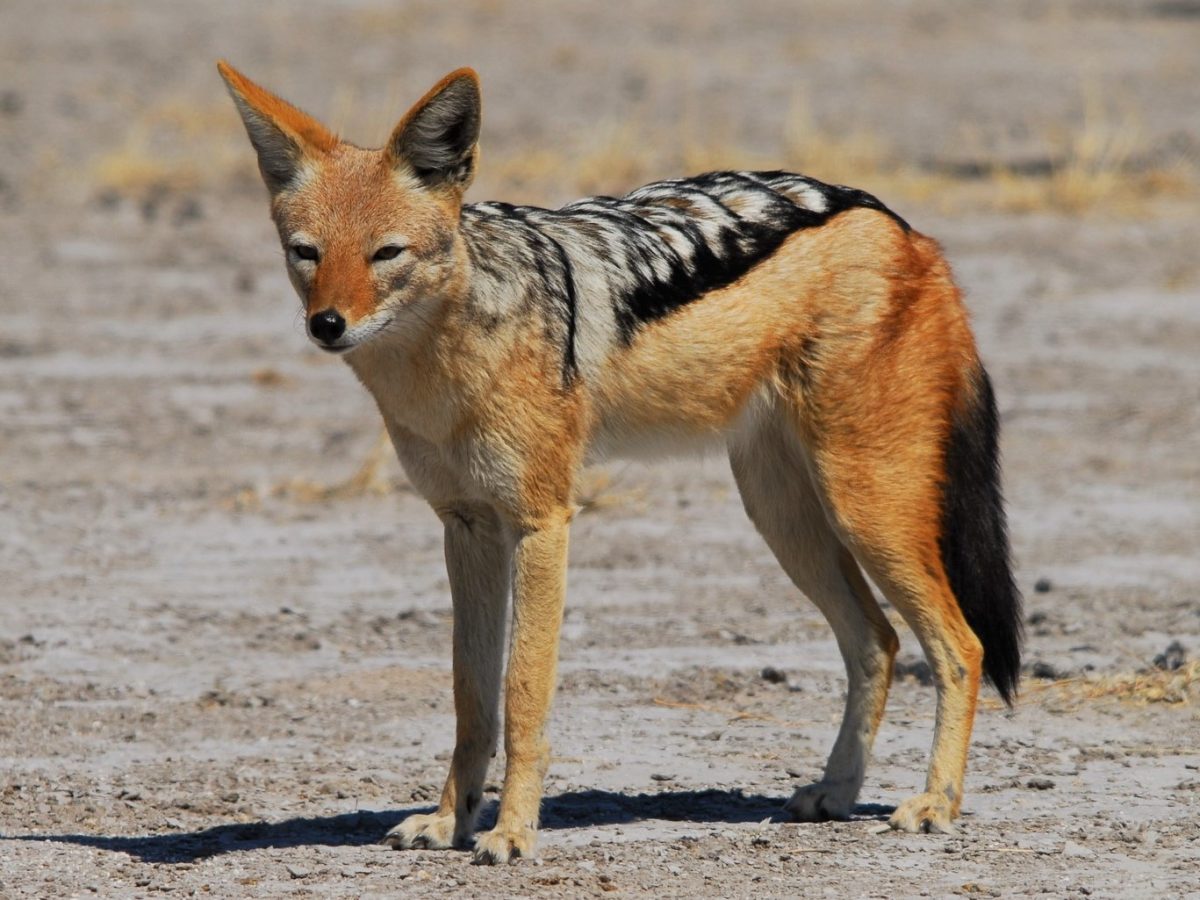 Jackal Fun for Kids: Facts, Videos & Coloring Page Activities