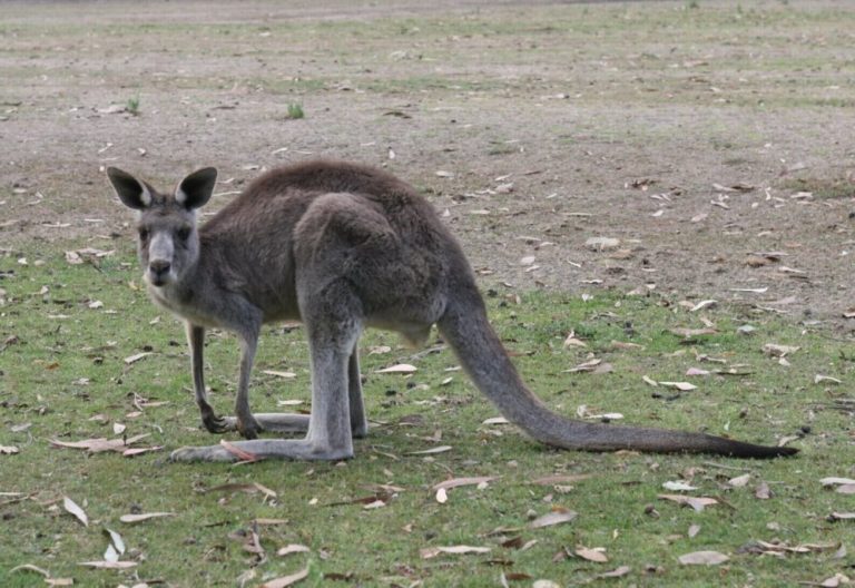 Kangaroo Fun for Kids: Facts, Videos & Coloring Page Activities