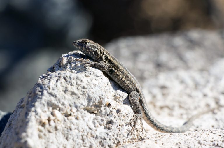 Lizard Fun for Kids: Facts, Videos & Activities
