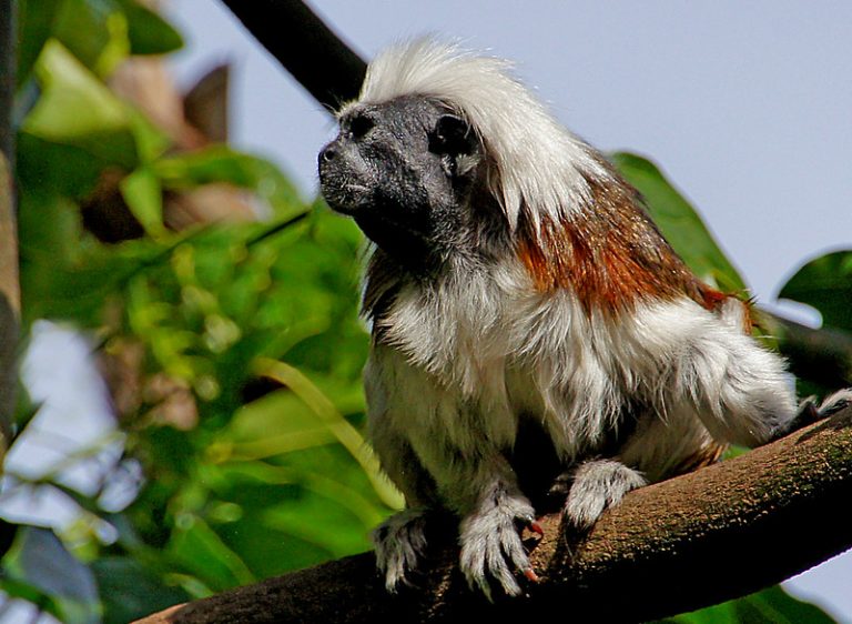 Monkey Fun for Kids: Facts & Coloring Page Activities