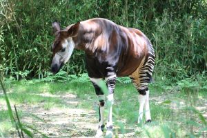 Okapi Fun for Kids: Facts, Videos & Coloring Page Activities