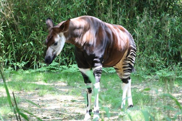 Okapi Fun for Kids: Facts, Videos & Coloring Page Activities