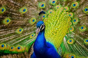 Peacock Fun for Kids: Facts, Videos & Coloring Page Activities