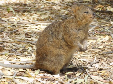 Quokka Fun for Kids: Facts & Coloring Page Activities