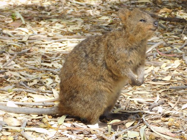 Quokka Fun for Kids: Facts & Coloring Page Activities