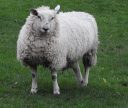 Sheep Fun for Kids: Facts, Videos & Coloring Page Activities