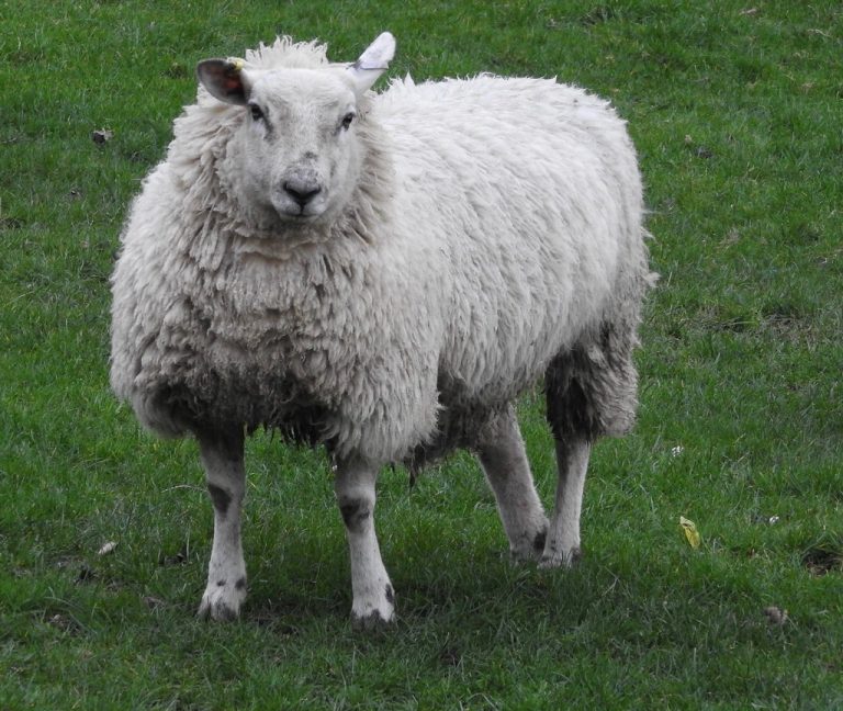 Sheep Fun for Kids: Facts, Videos & Coloring Page Activities