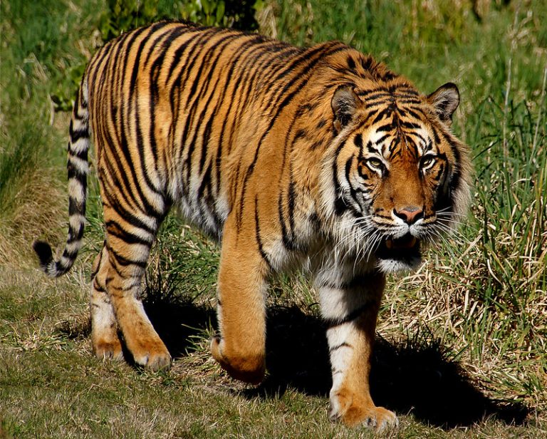 Tiger Fun for Kids: Facts & Coloring Page Activities
