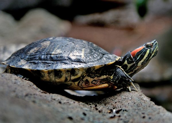 Turtle Fun for Kids: Facts, Videos & Coloring Page Activities