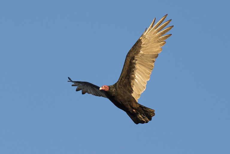 Vulture Fun for Kids: Facts & Coloring Page Activities