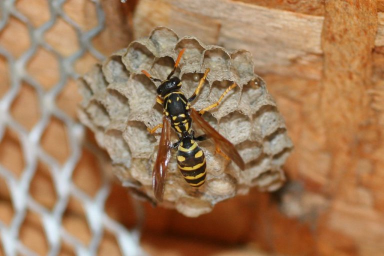 Yellowjacket Fun for Kids: Facts, Videos & Coloring Page Activities